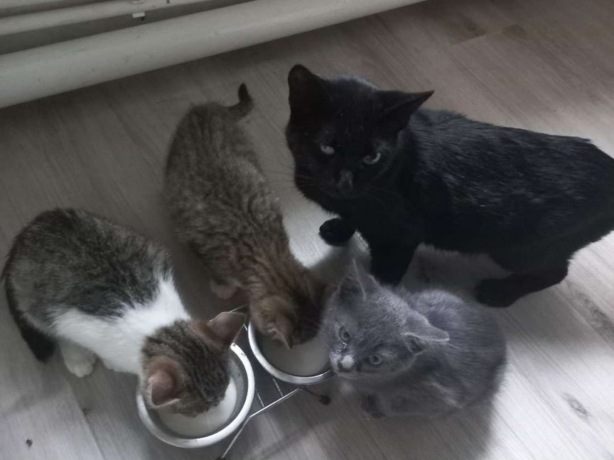 Кошки в добрые руки бесплатно3 котика и 1 кошечка