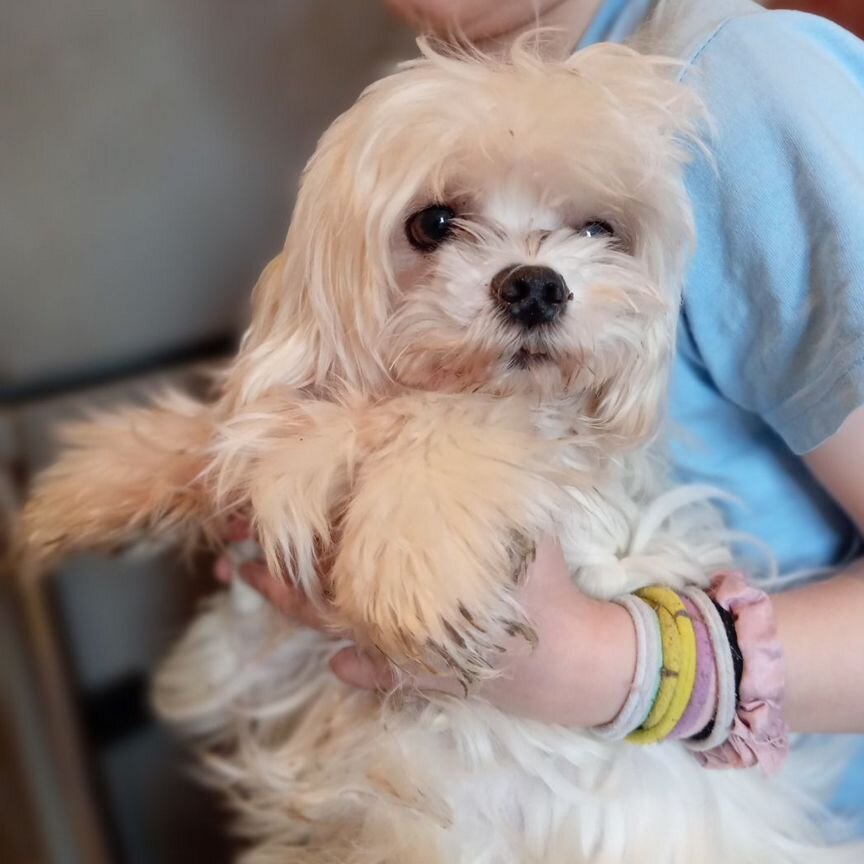 Мальтийская болонка, взрослый пёс