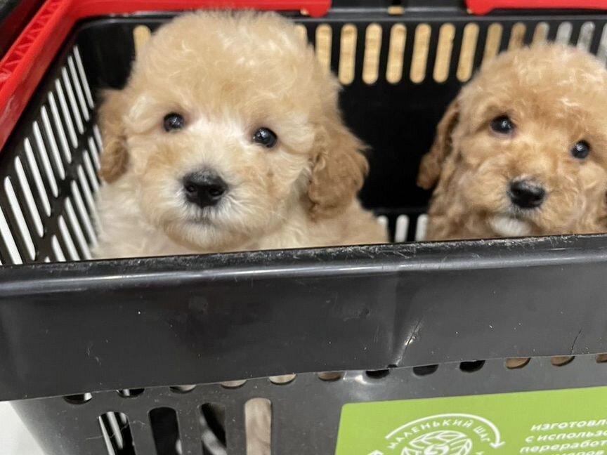 Той-пудель щенки няшки с чипом, договором, паспорт