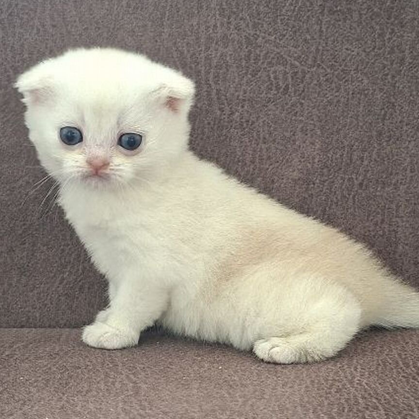 Шотландский вислоухий длинношёрстный котёнок