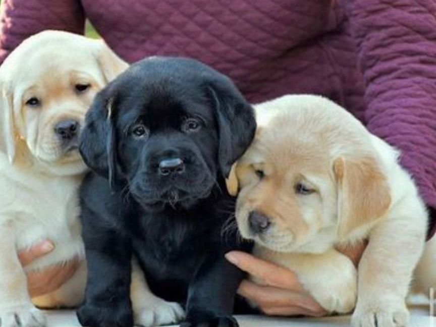 Щенки лабрадора