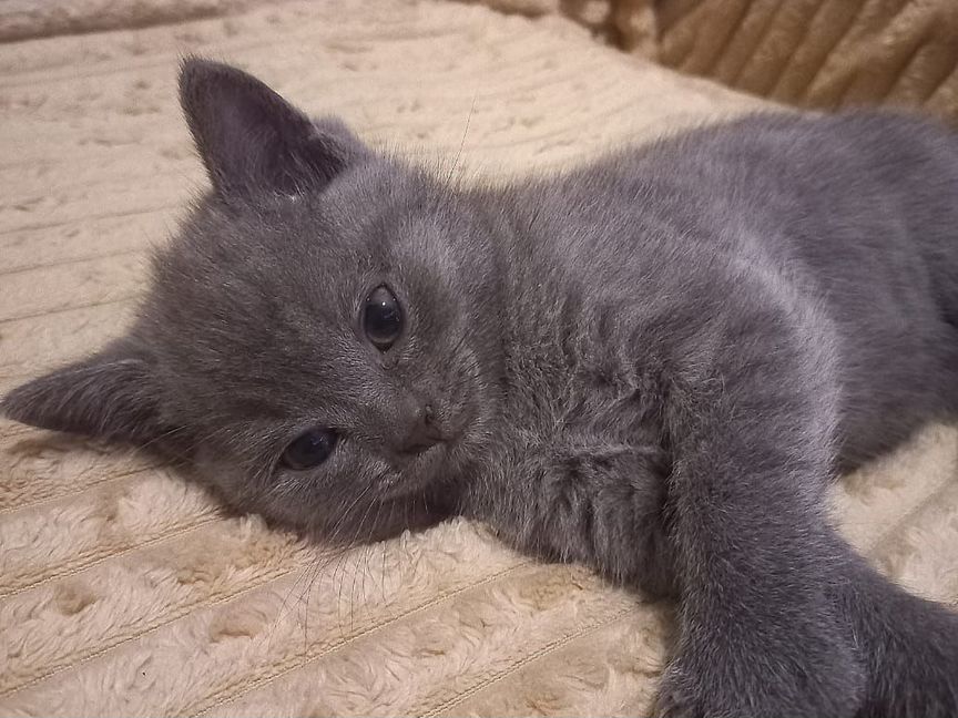 Отдам котят британцев