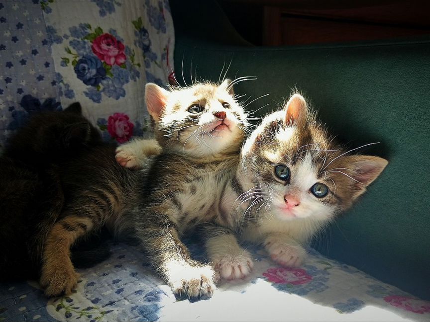 Котята - пушистые котики и кошечка