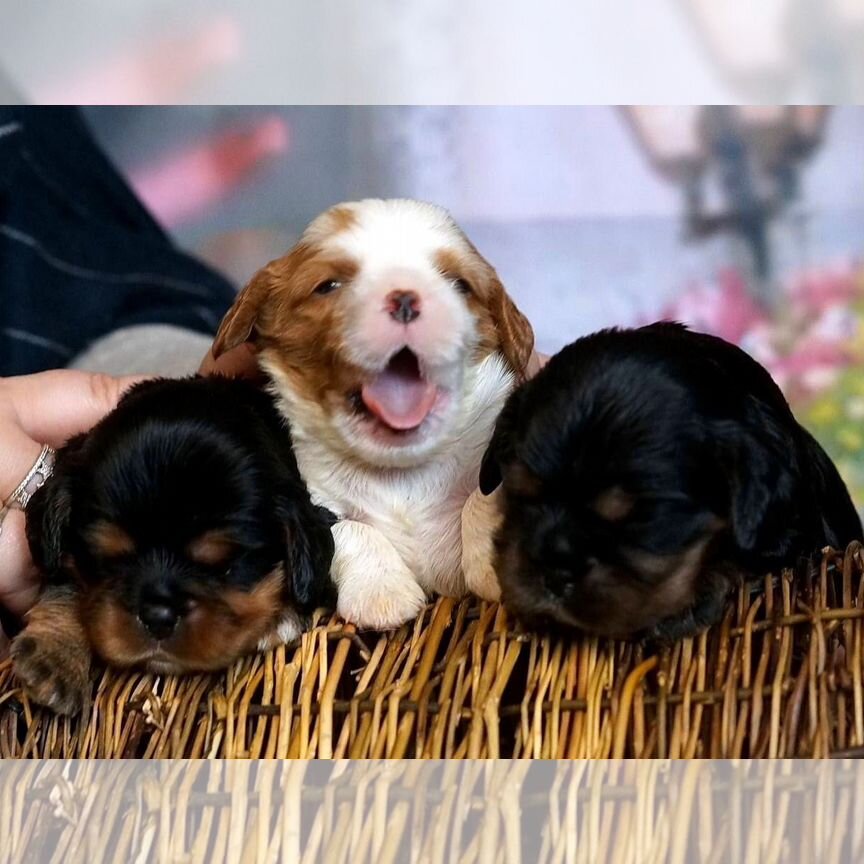 Кавалер кинг-чарльз-спаниель, щенок