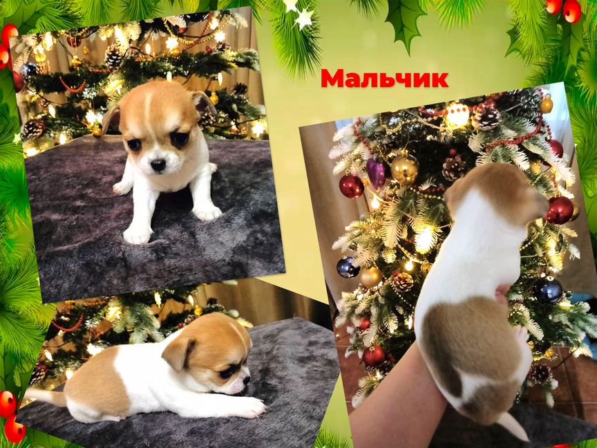 Щенки чихуахуа