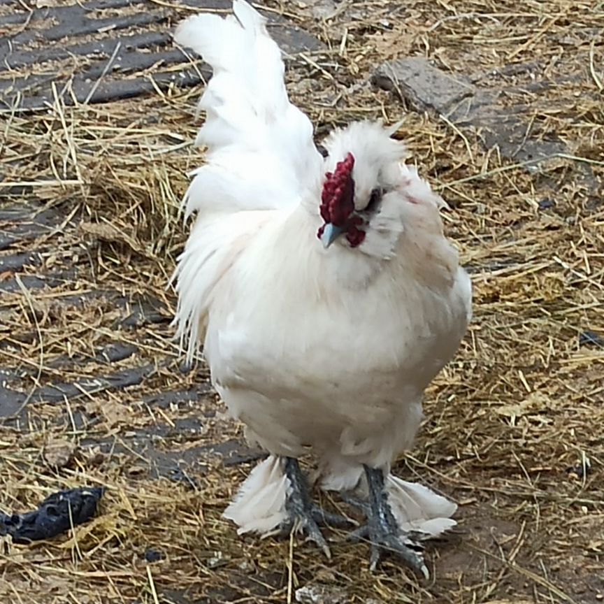 Петушки бентамки