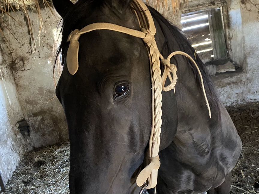 Конная амуниция