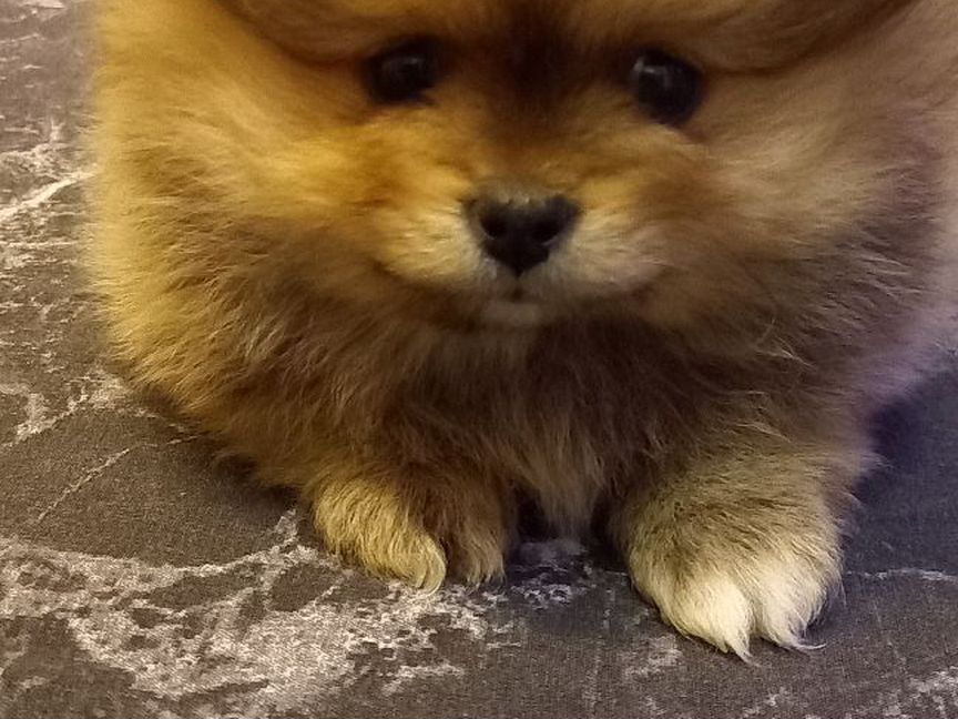 Померанский шпиц медвежьего типа мини