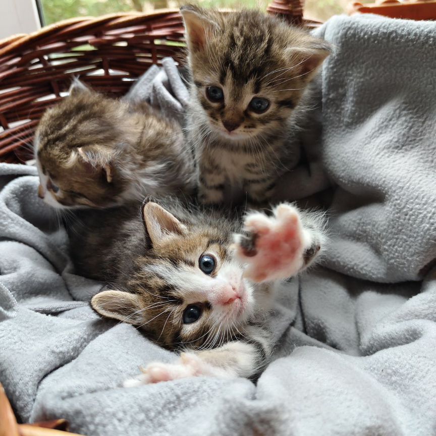 Котята в добрые руки