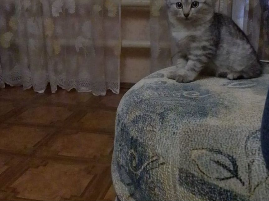 Котик милашка