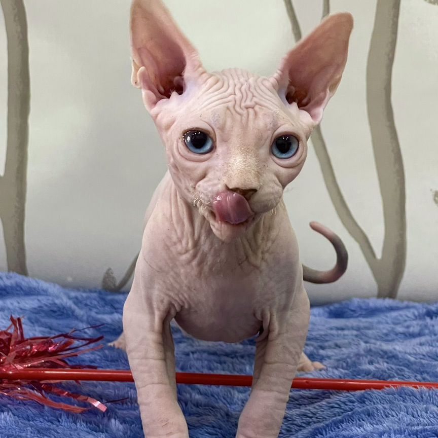 Эксклюзивный пацан