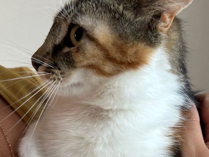 Кошечка лапочка