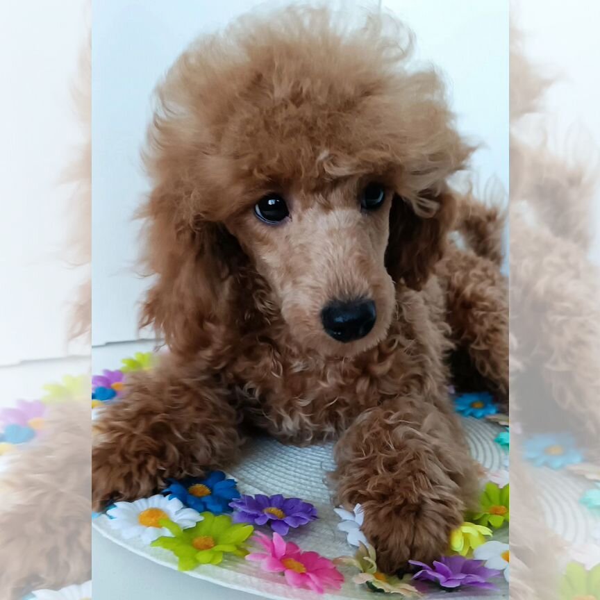 Мини пудель щенок