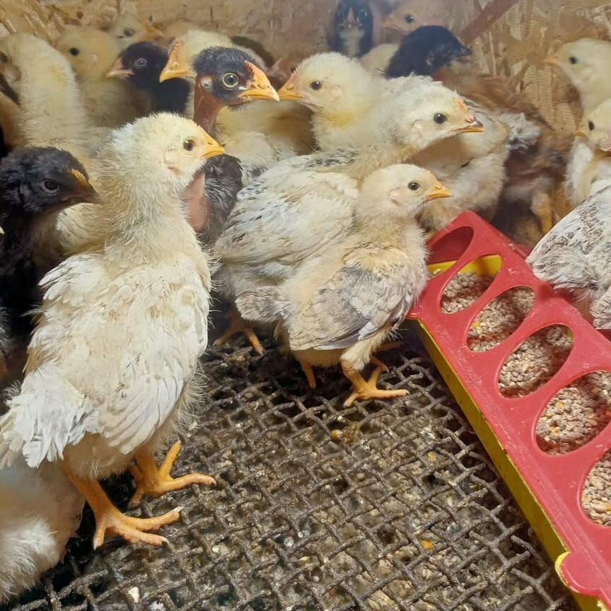 Цыплята суточные