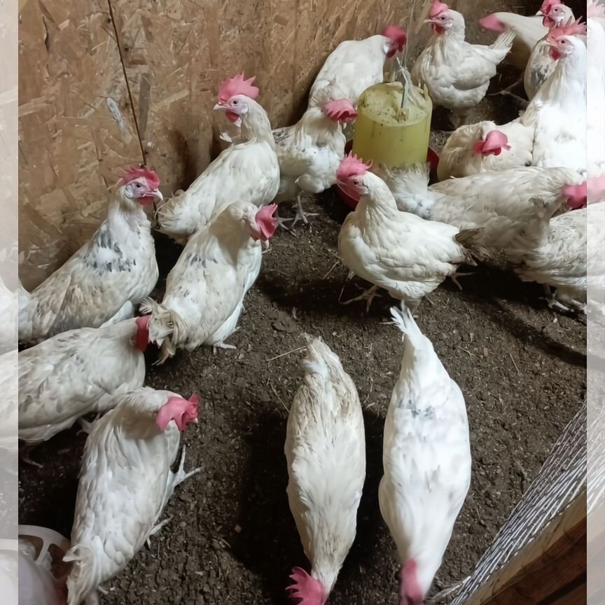 Куры несушки