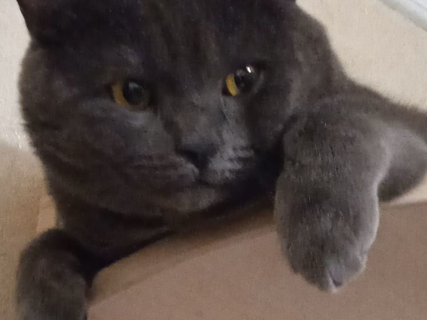 Вязка. Шикарный кавалер ждёт в гости принцесу