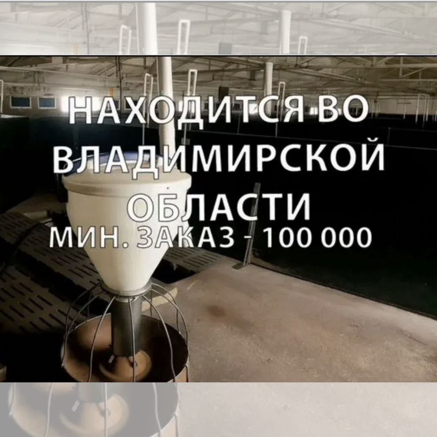 Автоматические кормушки для свиней