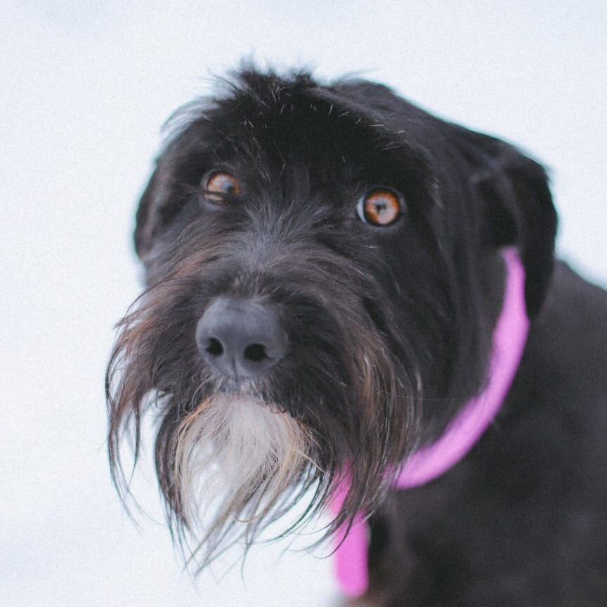 Пушкин, молоденький метис миттельшнауцера в дар