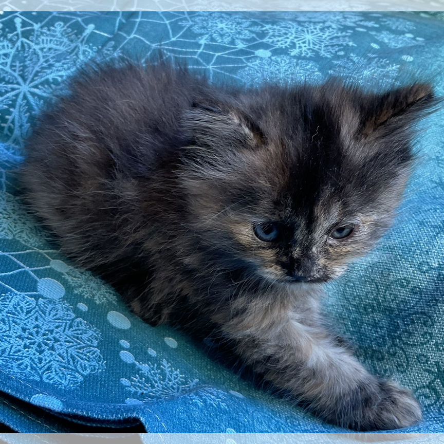 Персидский котёнок