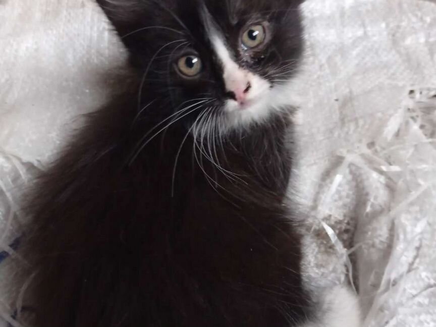 Кошки в добрые руки бесплатно