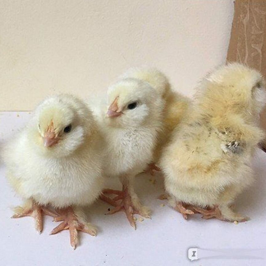 Цыплята фавероль лососевая