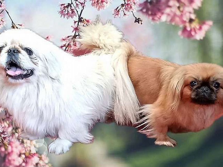 Пекинес вязка