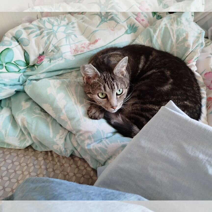 Кошка в добрые руки