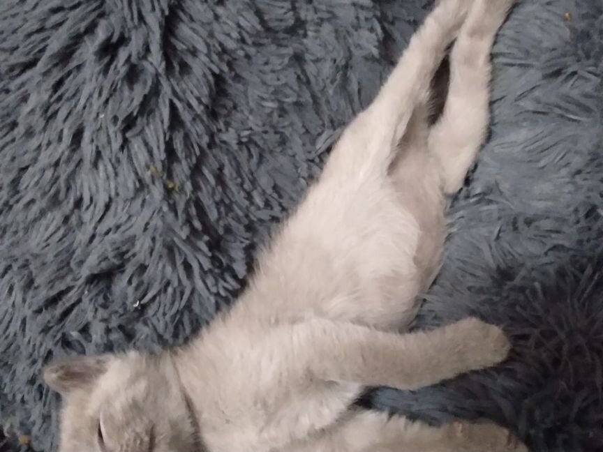 Бурманские котята