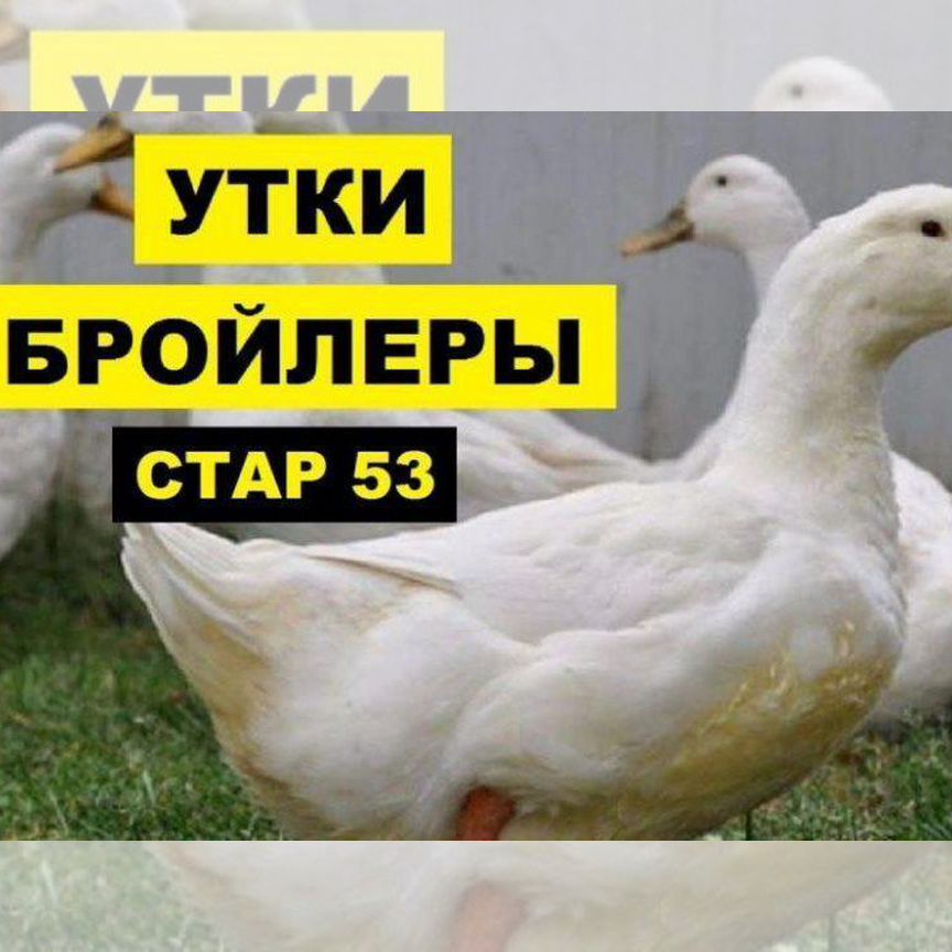 Утята старт 53, мулард