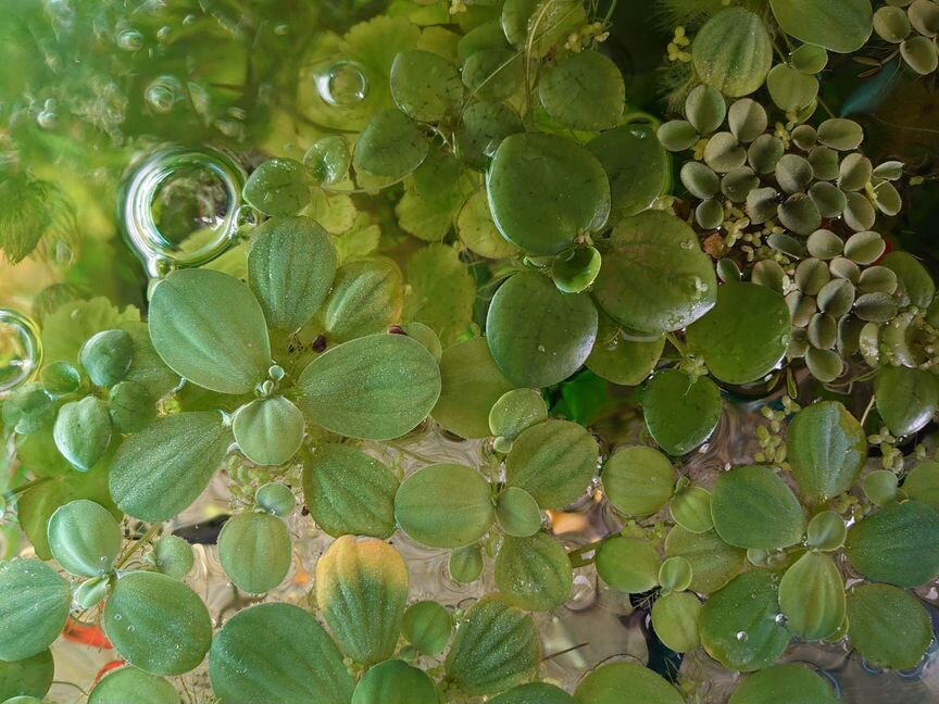 Аквариумные растения Пистия, Сальвиния