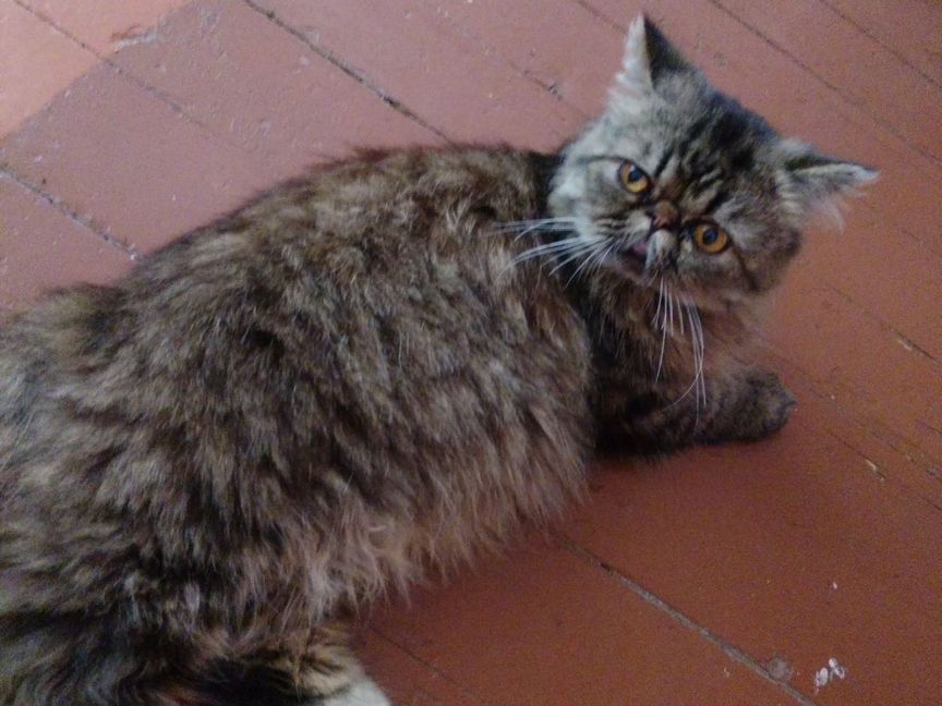 Персидский кот, отдам