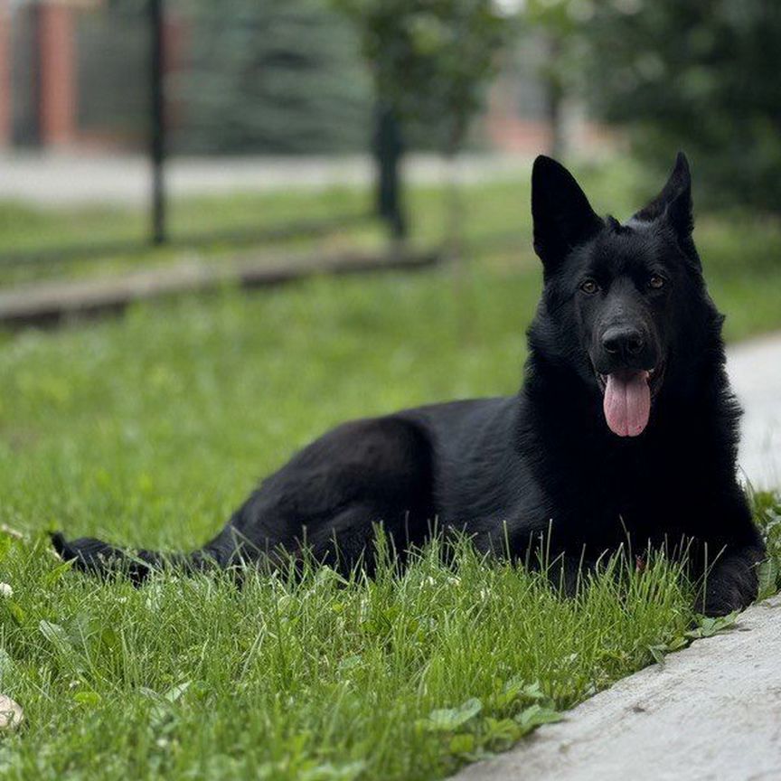 Щенки немецкой овчарки