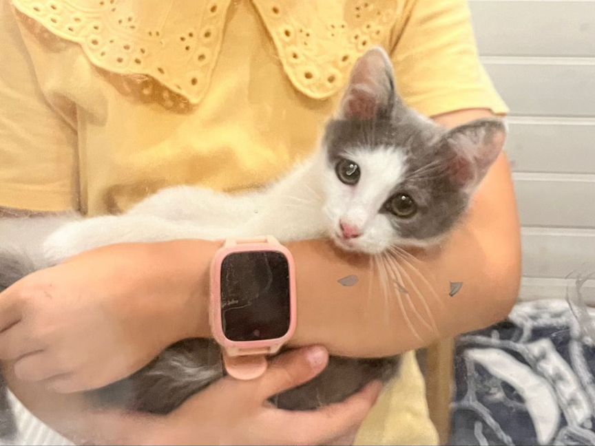 Котенок мальчик