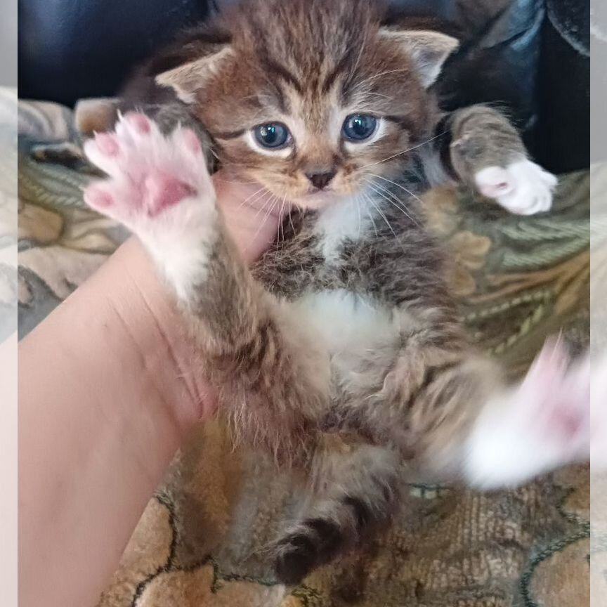Шотландский вислоухий короткошёрстный котёнок