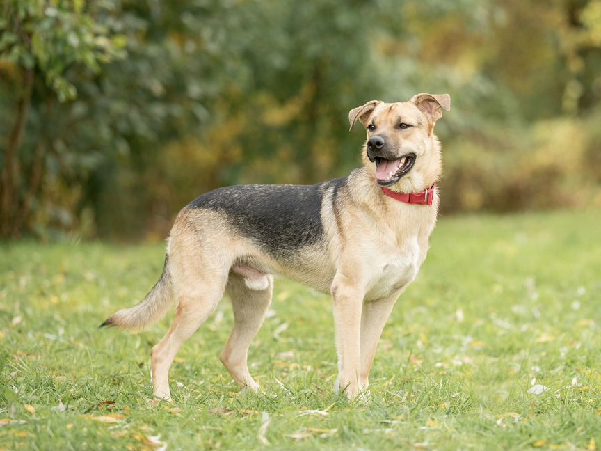 Собака мальчик Джерри 1,5 года ищет дом