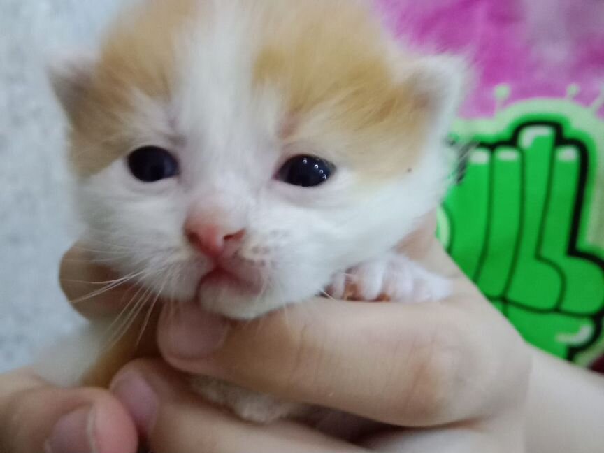 Котята в добрые руки,возраст 4 недели