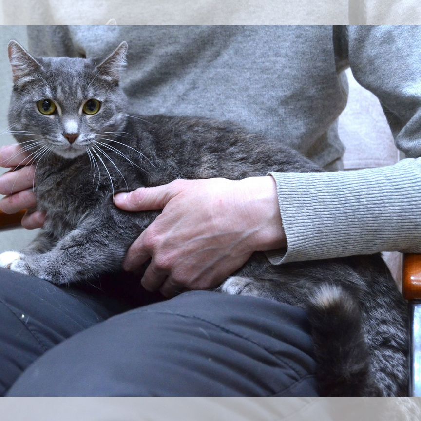 Взрослая, кошка в добрые руки