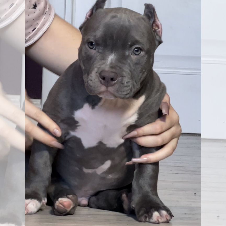 Американский булли, щенок