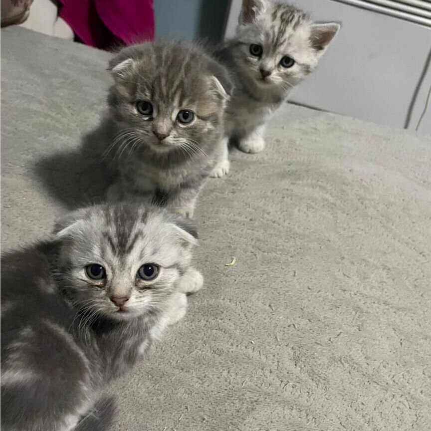 Шотландский вислоухий короткошёрстный котёнок