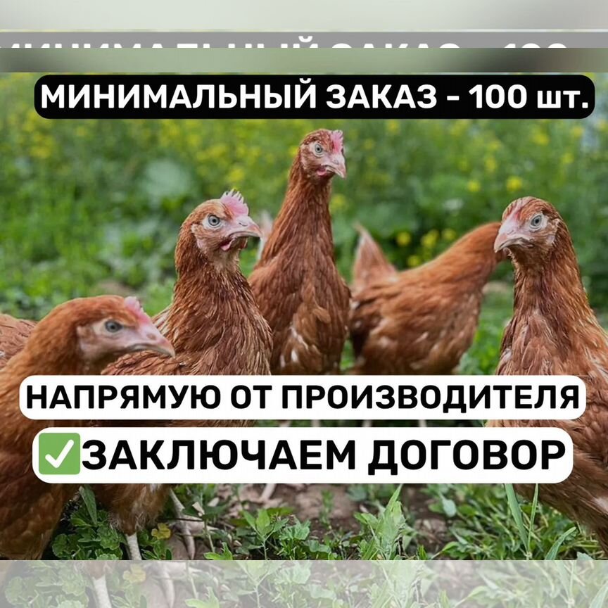 Куры несушки напрямую от производителя с доставкой