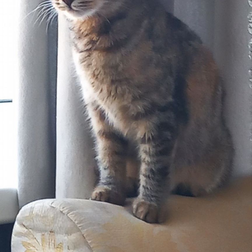 Кошечка в добрые руки