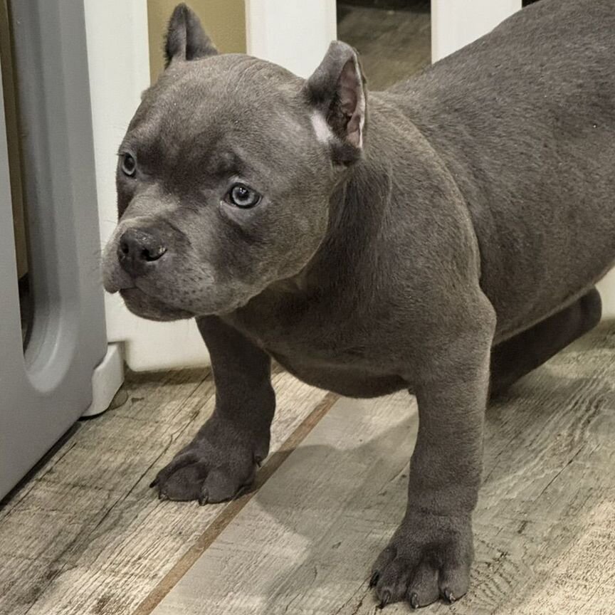 Мальчик Американский булли голубой без белого