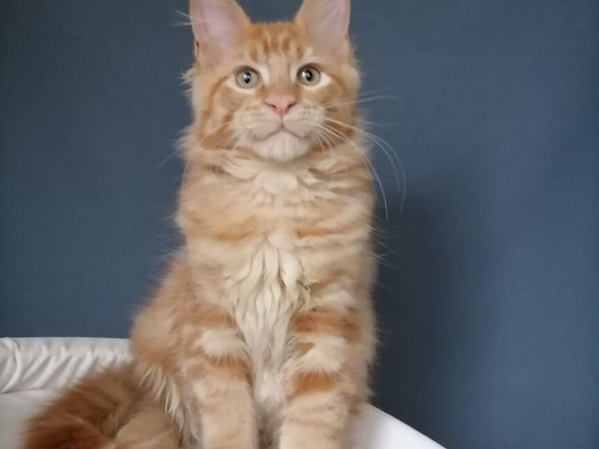 Кошачий антистресс