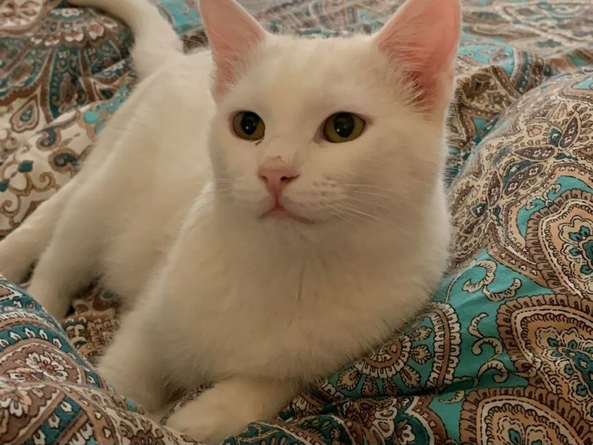 Кот турецкая ангора