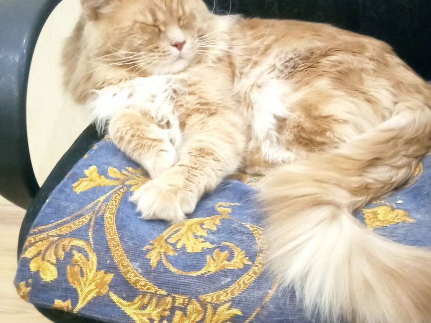 Кот мейн кун