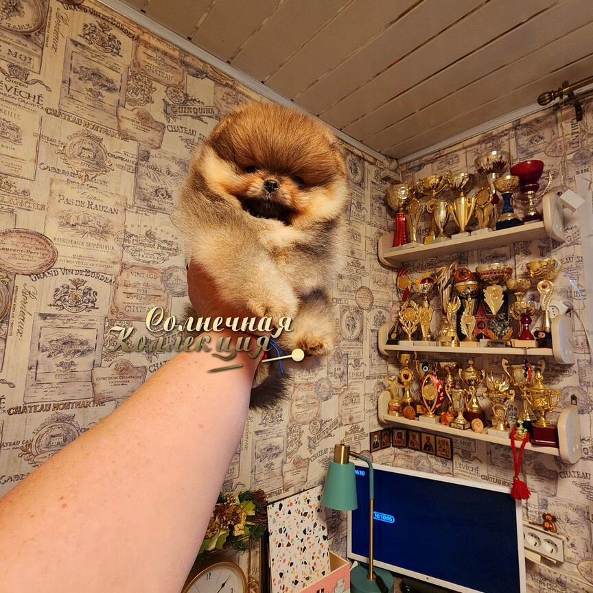 Померанский шпиц курносый медвежонок РКФ