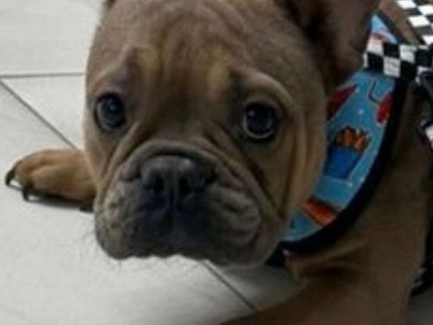 Французский бульдог Мишастя