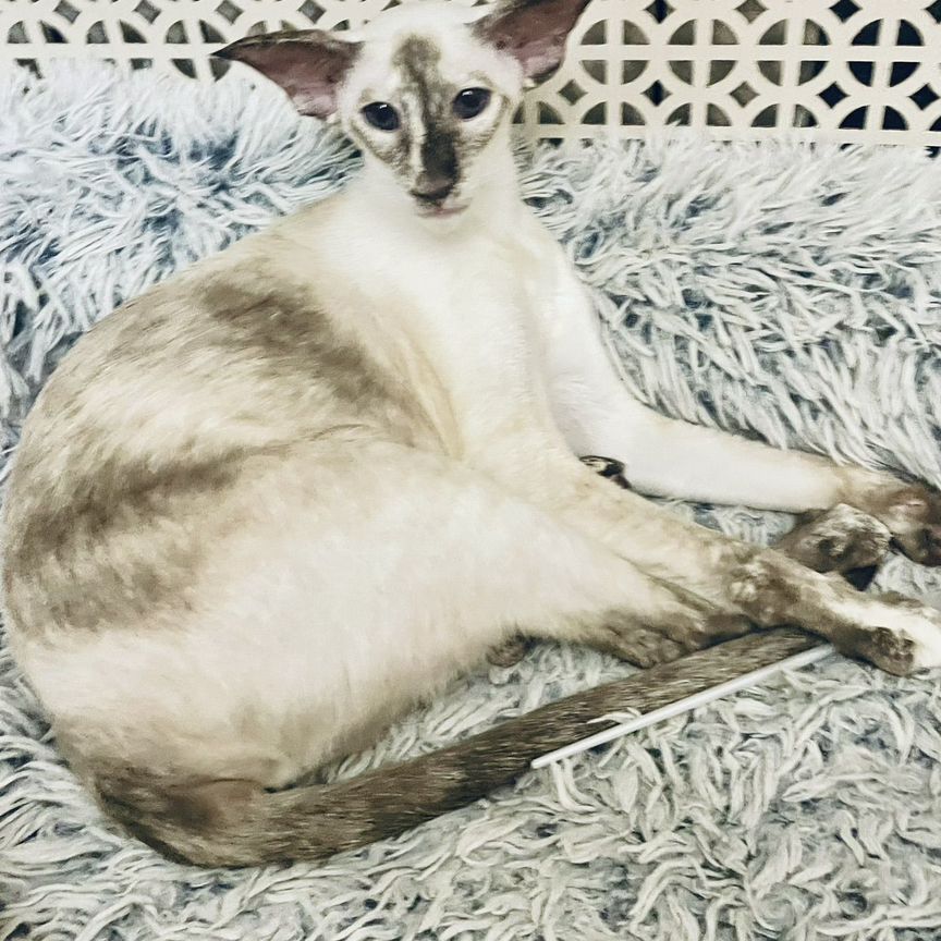 Ориентальная кошка, взрослая