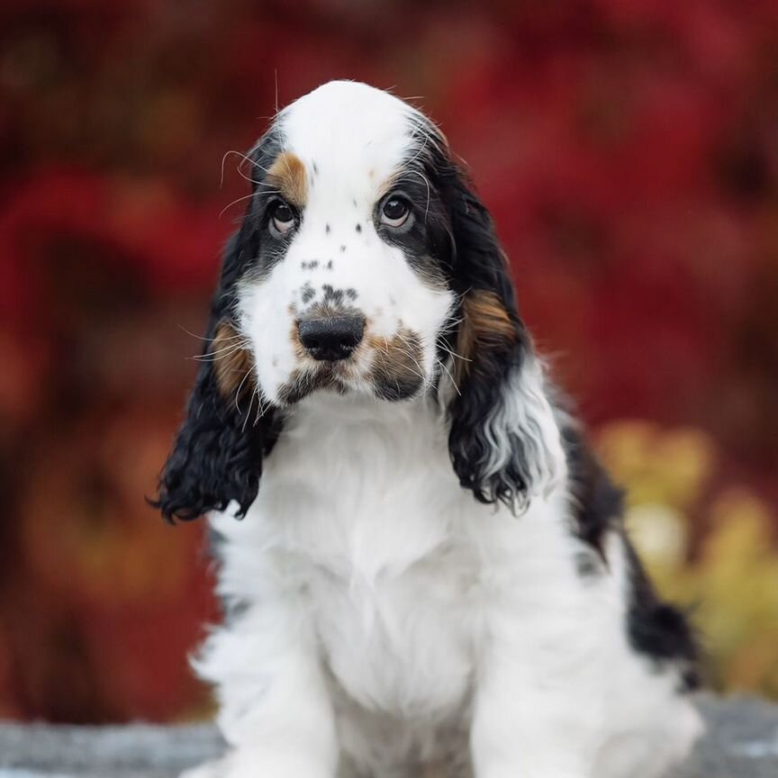 Звездный принц английский кокер спаниель