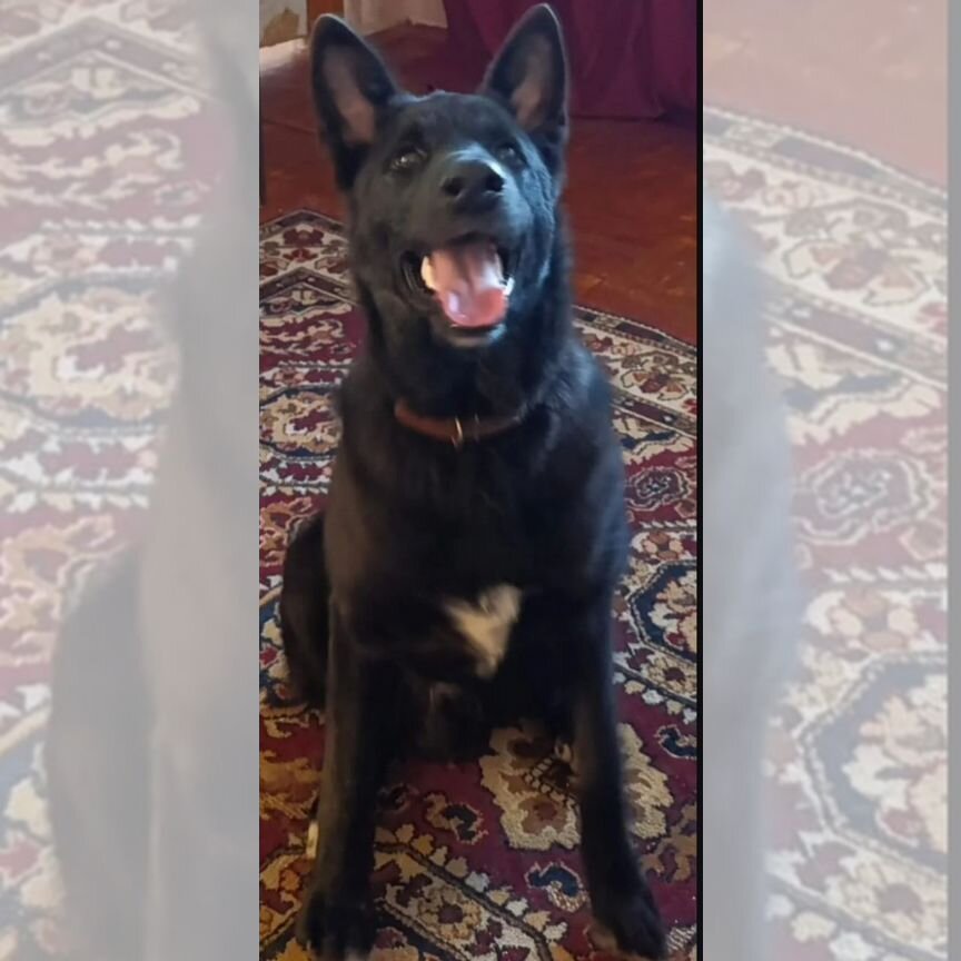 Бельгийская овчарка, щенок